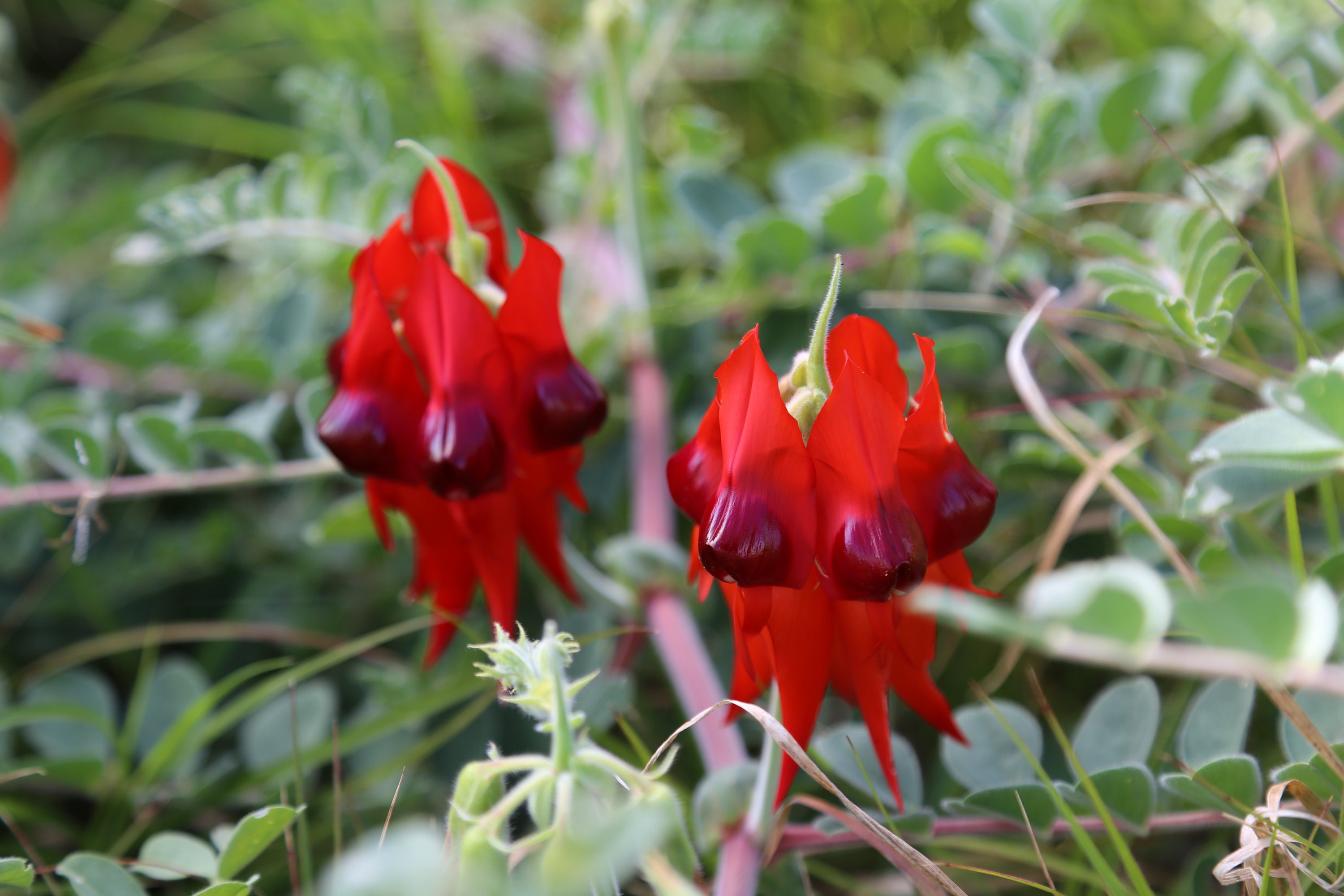 Stuart Desert Pea Flowers (photo) - Etsy