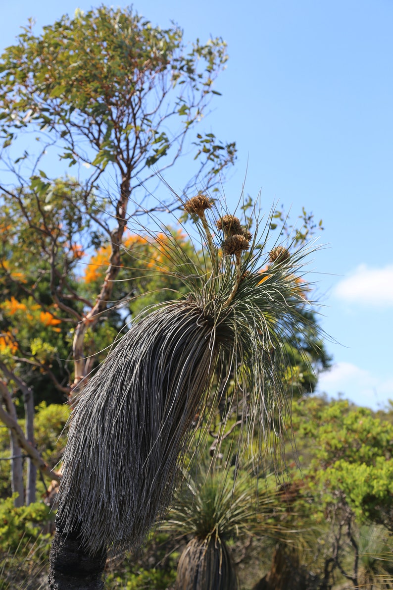 Flowering Grass Tree Western Australia (photo) - Etsy