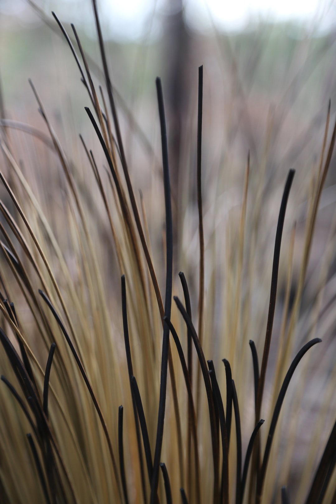 Abstract Dry and Burnt Grass Tree (photo) - Etsy