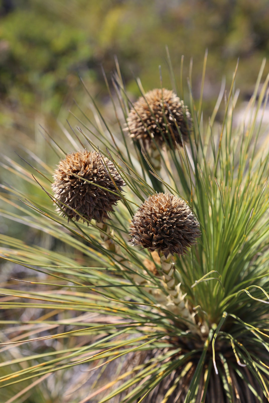Grass Tree Flowers (photo) - Etsy Australia