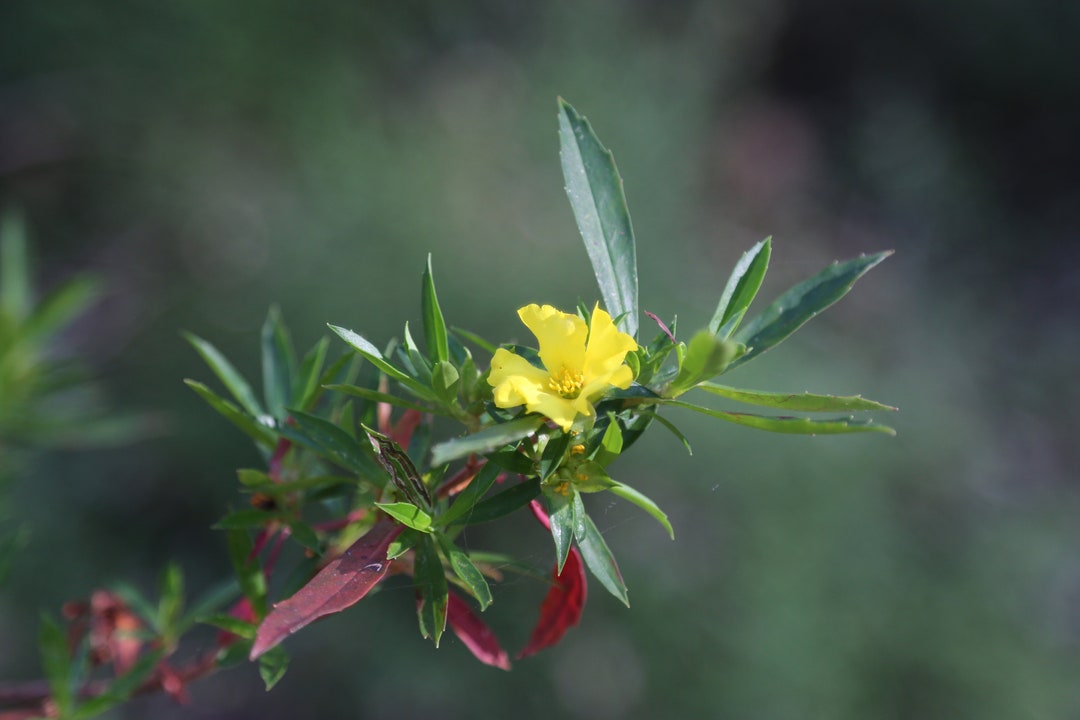 Yellow Sundrop Flower (photo) - Etsy