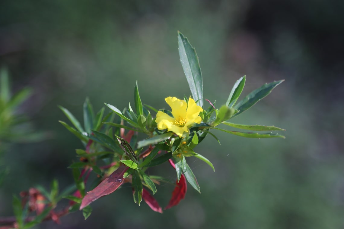 Yellow Sundrop Flower (photo) - Etsy