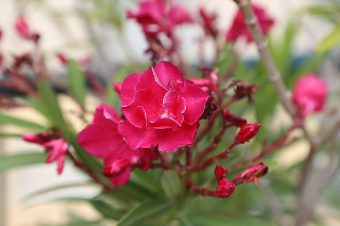 Pink Oleander Flower (photo) - Etsy