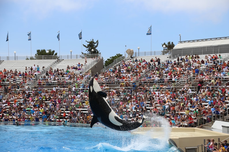 Orca Killer Whales Jumping Sea World (photo) - Etsy