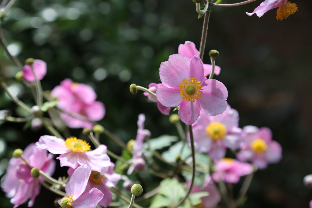 Pink Japanese Anemone Flowers (photo) - Etsy