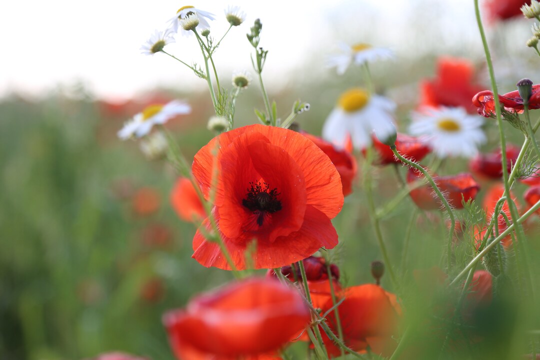 Red Poppy (polish Field of Flowers) (photo) - Etsy