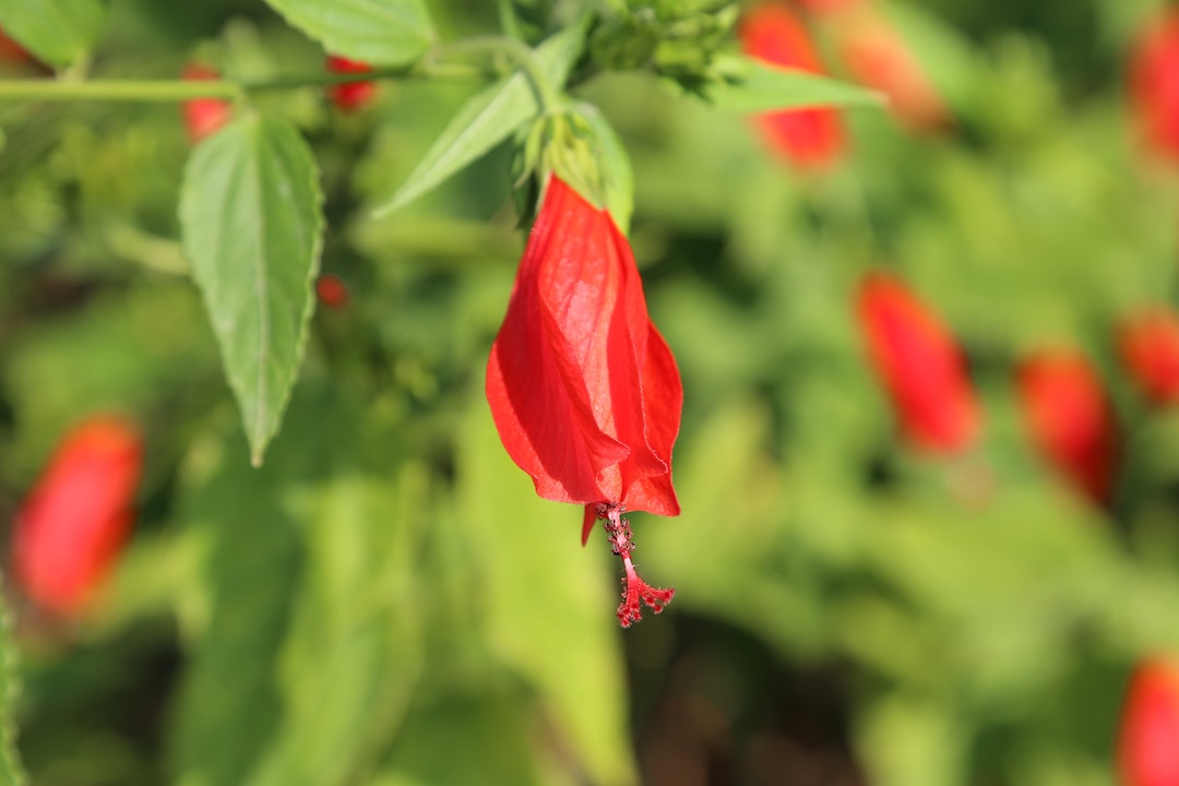 Red Wax Mallow Flower (photo) - Etsy