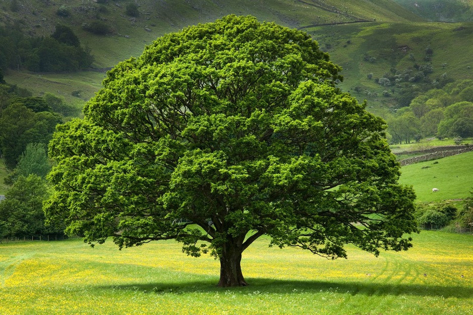 Beautiful Oak Tree - Etsy