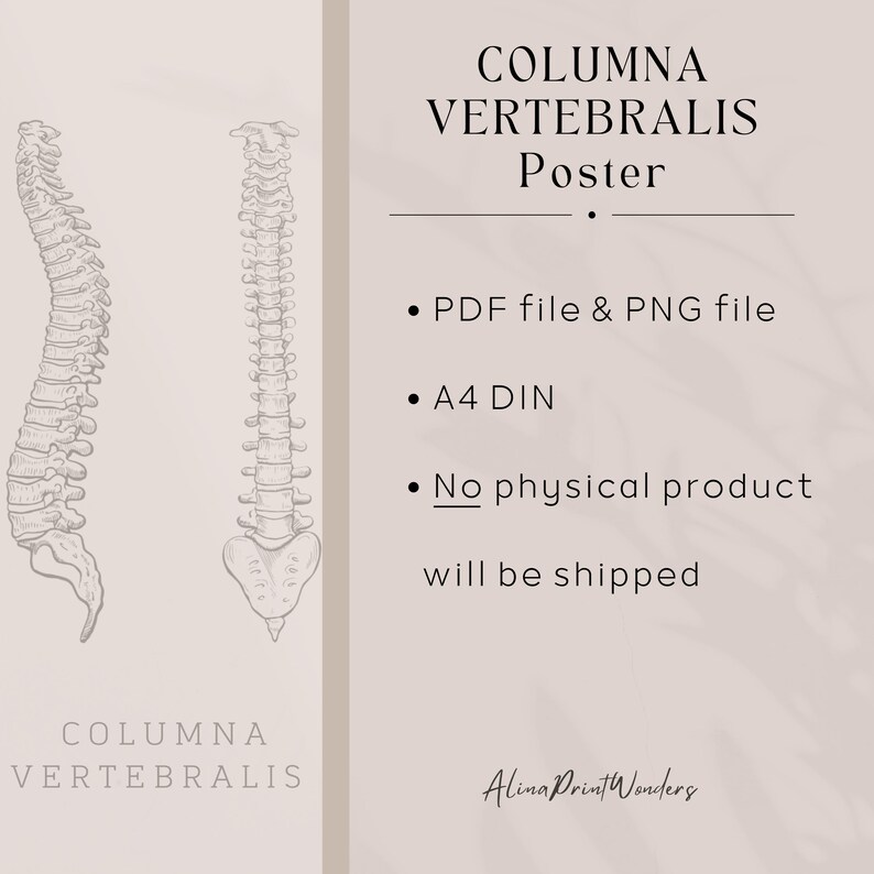 Anatomy Poster Columna Vertebralis (spine) Anatomy Poster - Digital ...