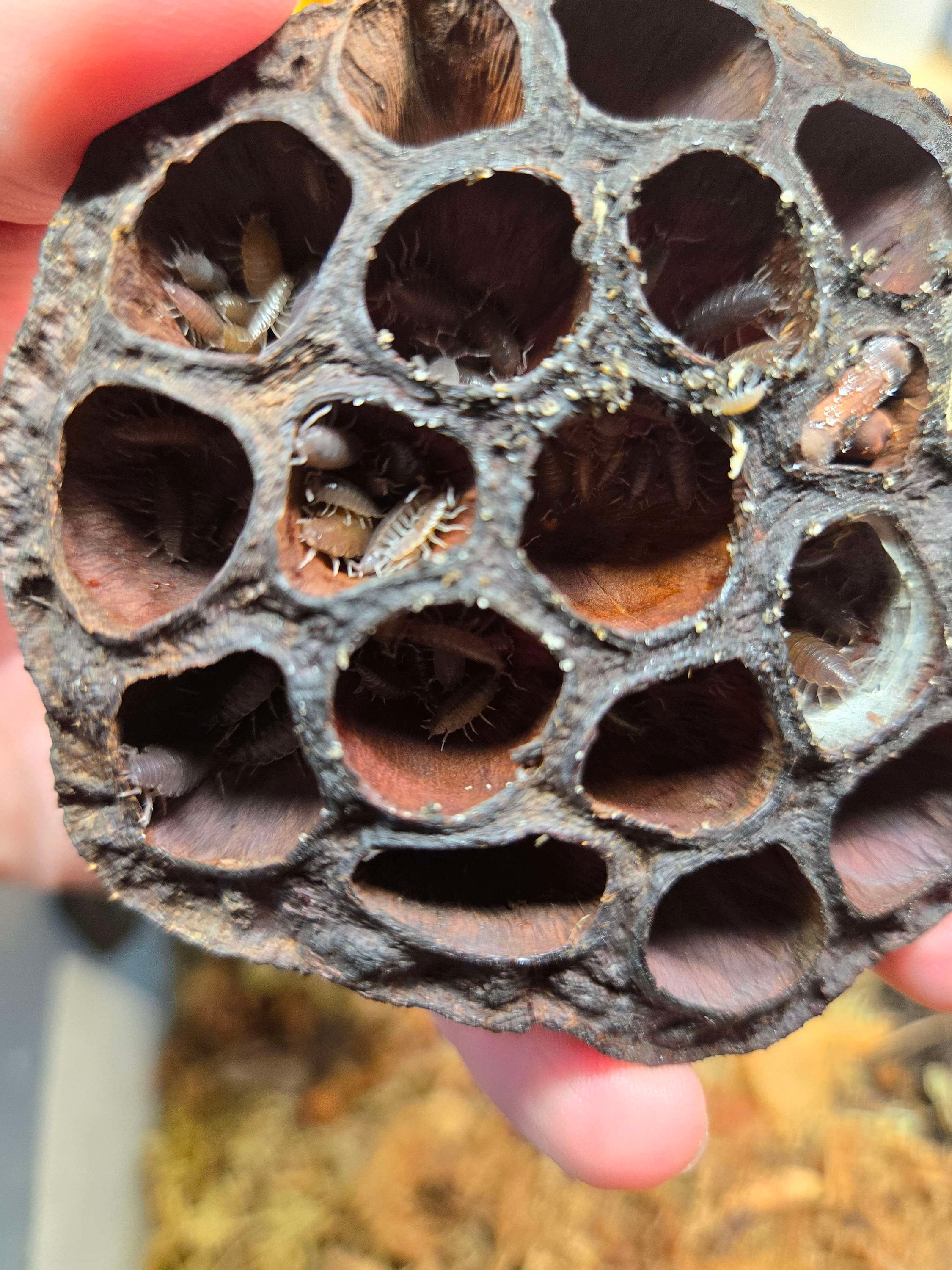 Pod Packs Isopod Hides Lotus Head Pods 3ct - Etsy