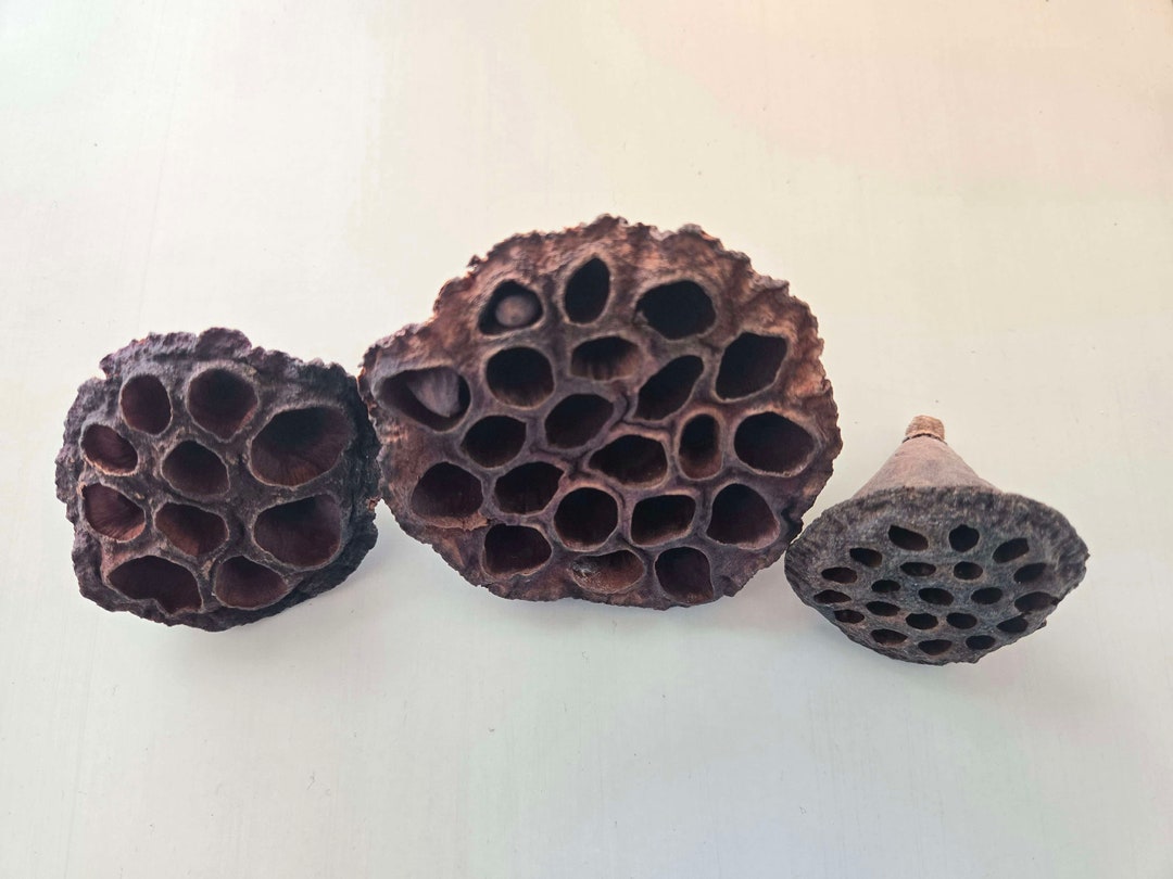 Pod Packs Isopod Hides Lotus Head Pods 3ct - Etsy