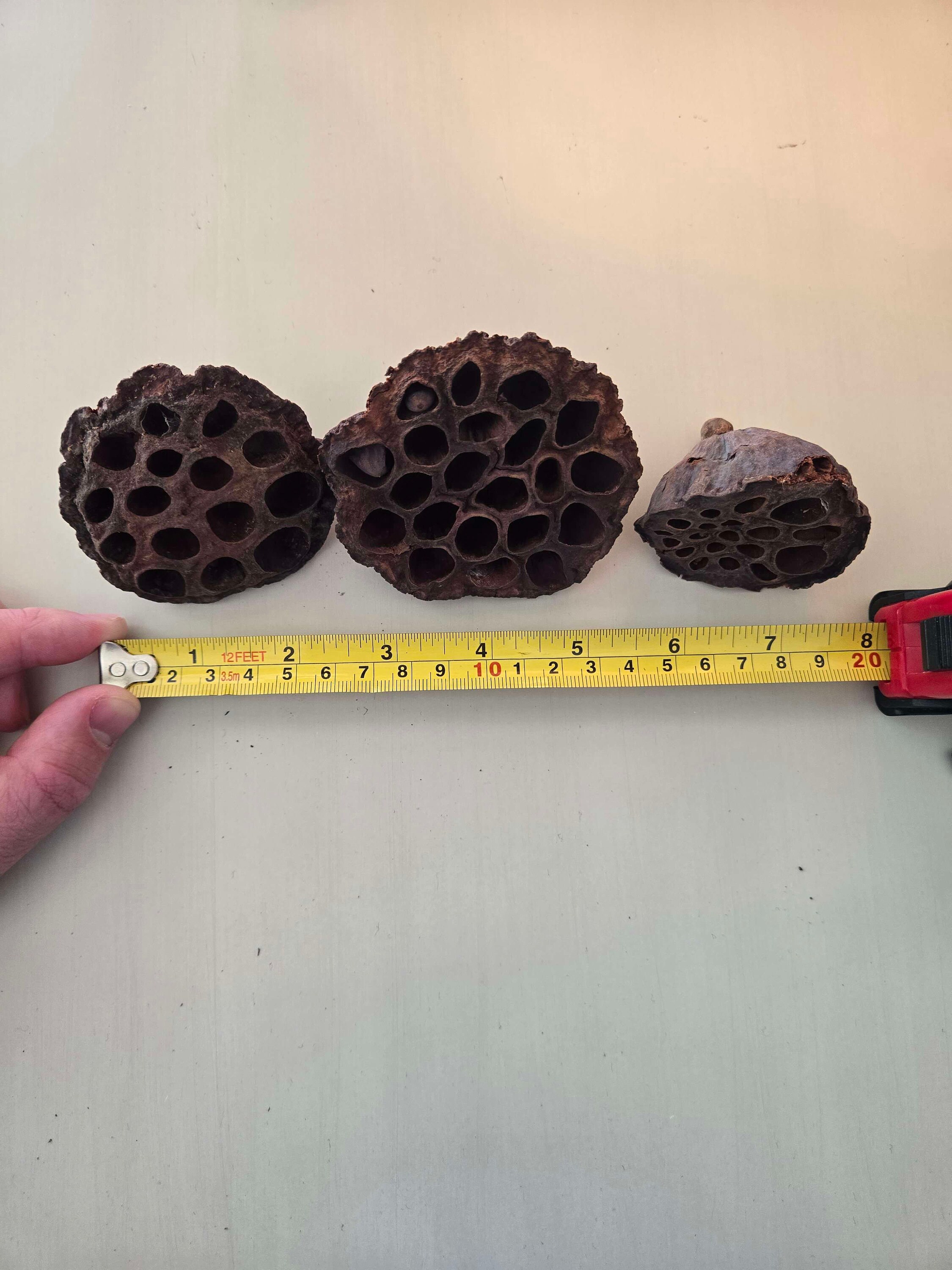 Pod Packs Isopod Hides Lotus Head Pods 3ct - Etsy