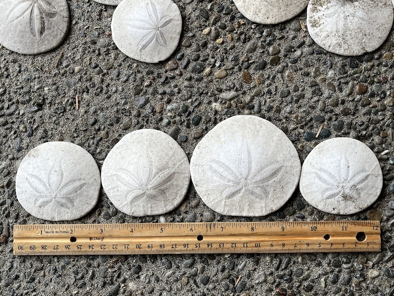 Pacific Northwest Oregon Coast Sand Dollars - Sold in Lots of 5 - Etsy