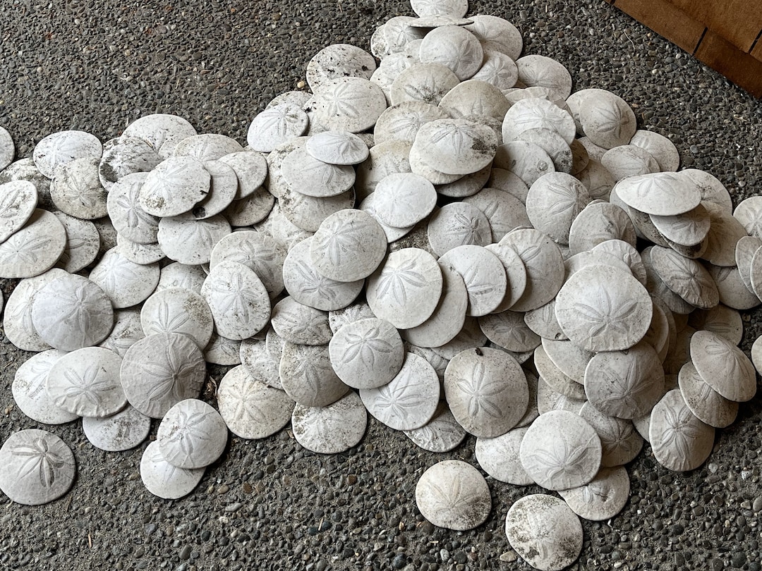Pacific Northwest Oregon Coast Sand Dollars - Sold in Lots of 5 - Etsy