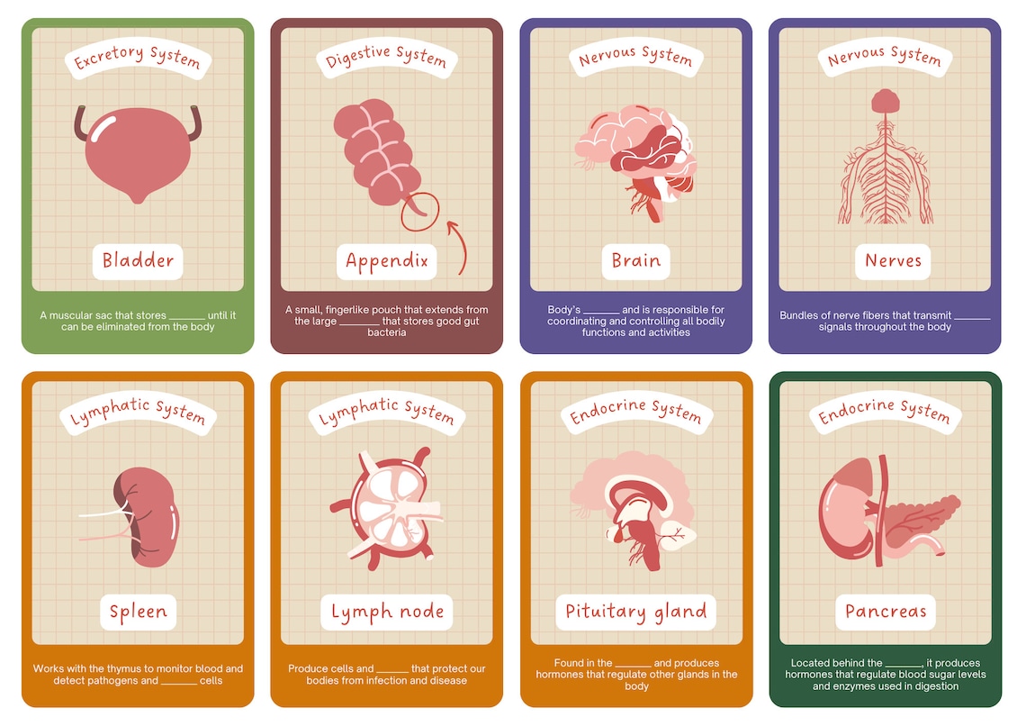 Nursing Anatomy Flash Cards - Etsy