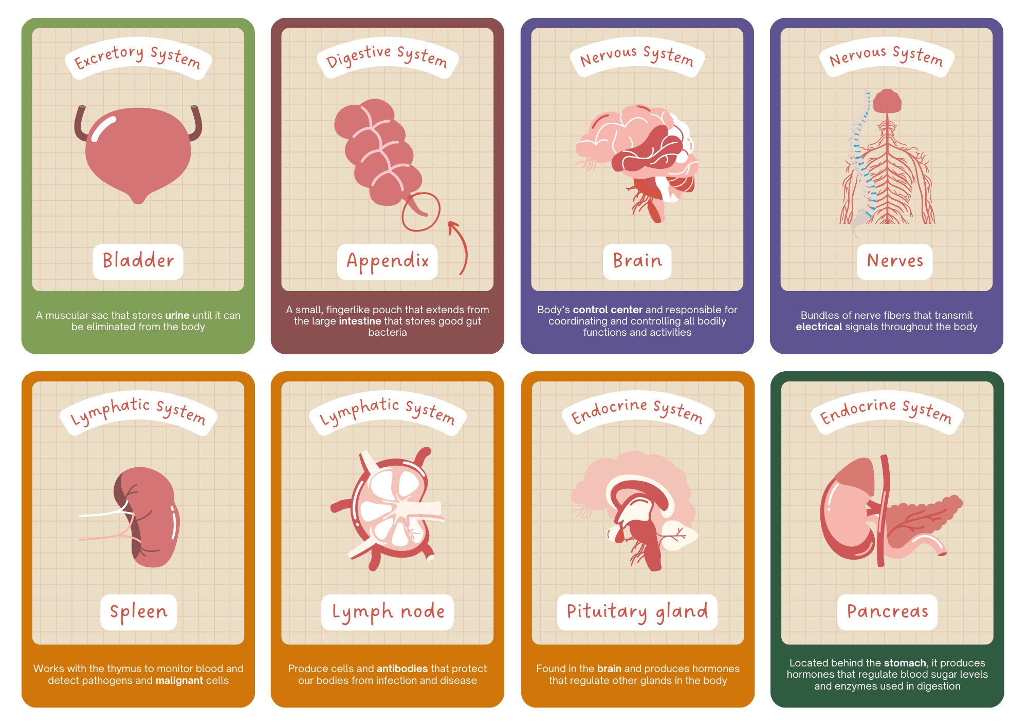 Nursing Anatomy Flash Cards - Etsy