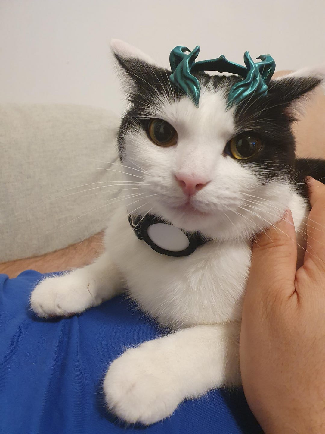 Lady Death Crown for Cats - Etsy