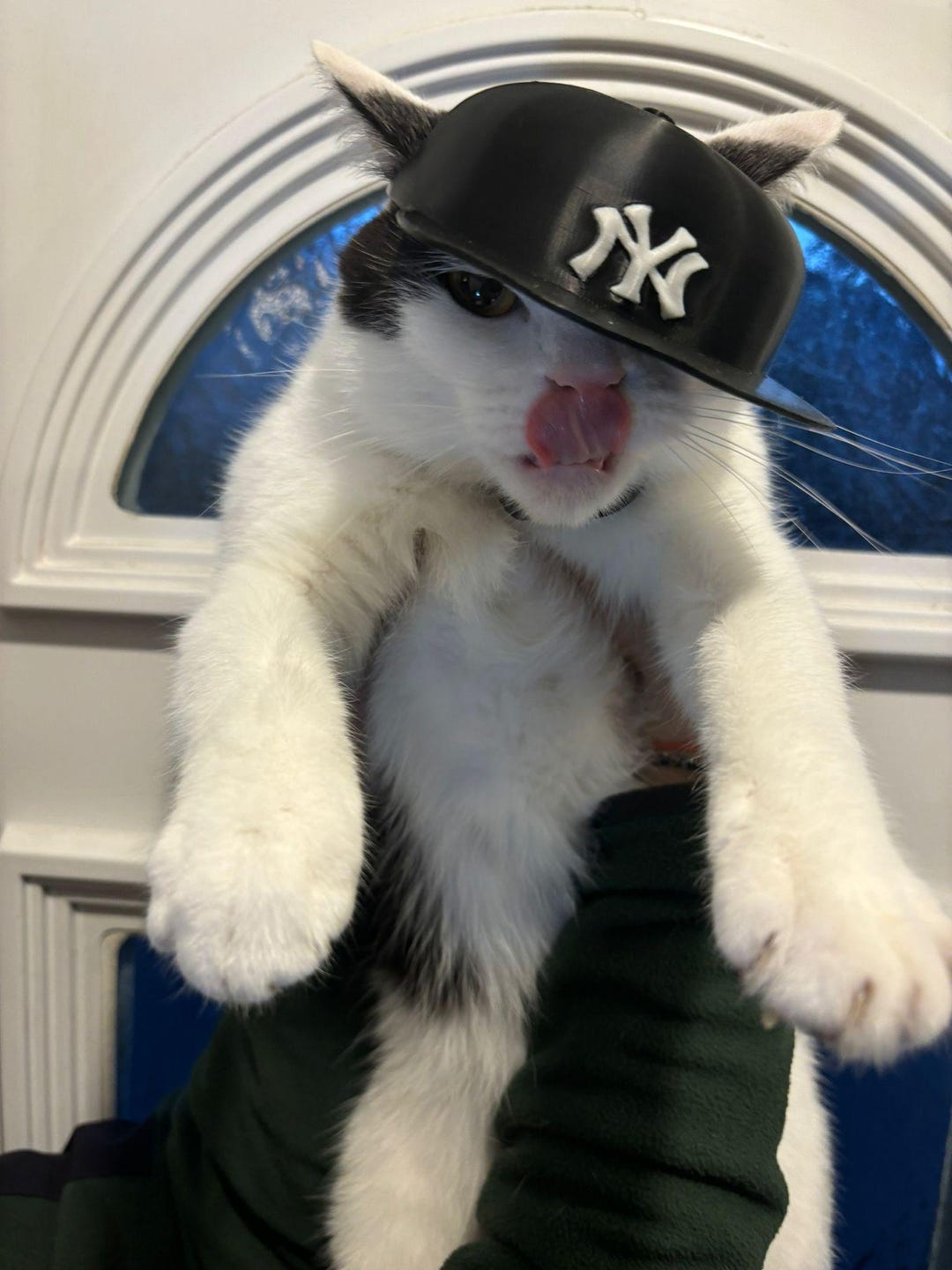 Baseball Cap for Cats - Etsy