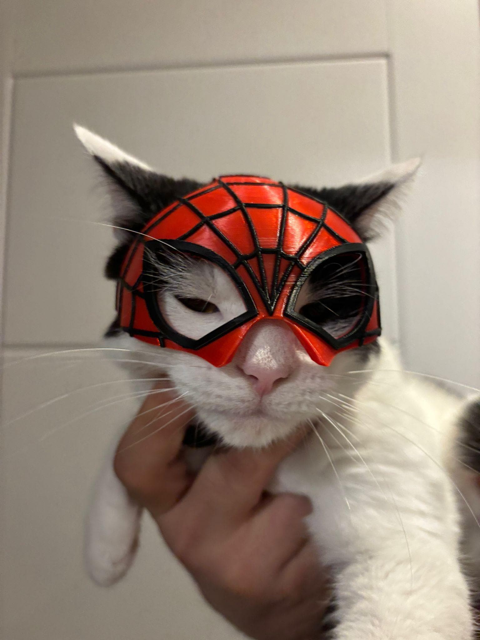 Spider-man Mask for Cats - Etsy