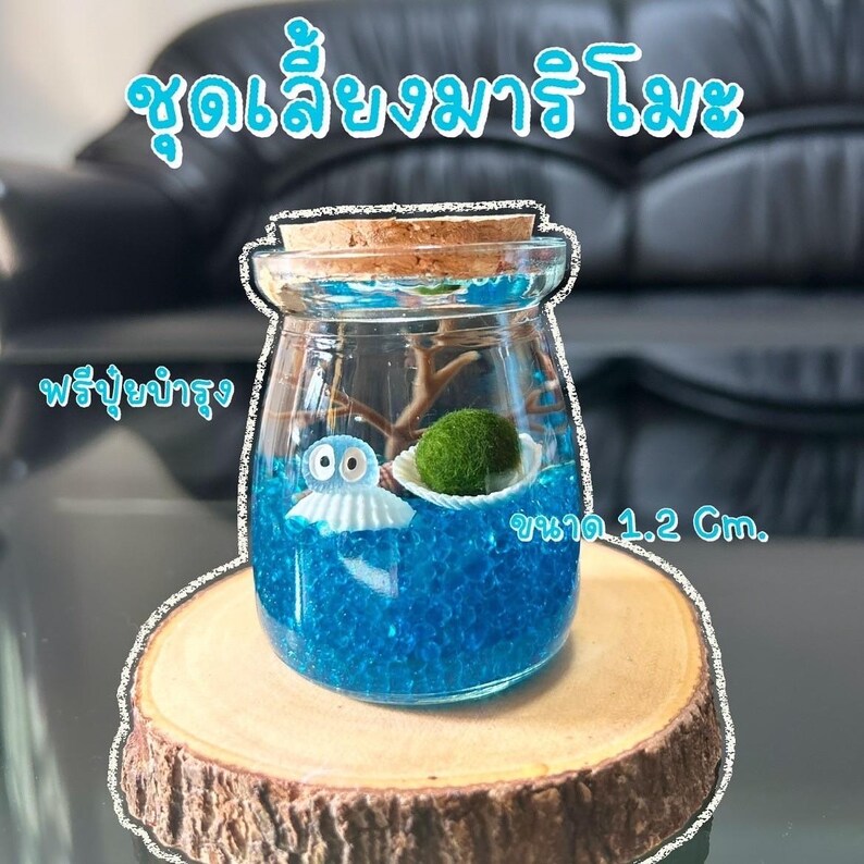 Marimo Set+led+ 1.2cm. (as Shown in the Picture) Free Fertilizer,manual - Etsy