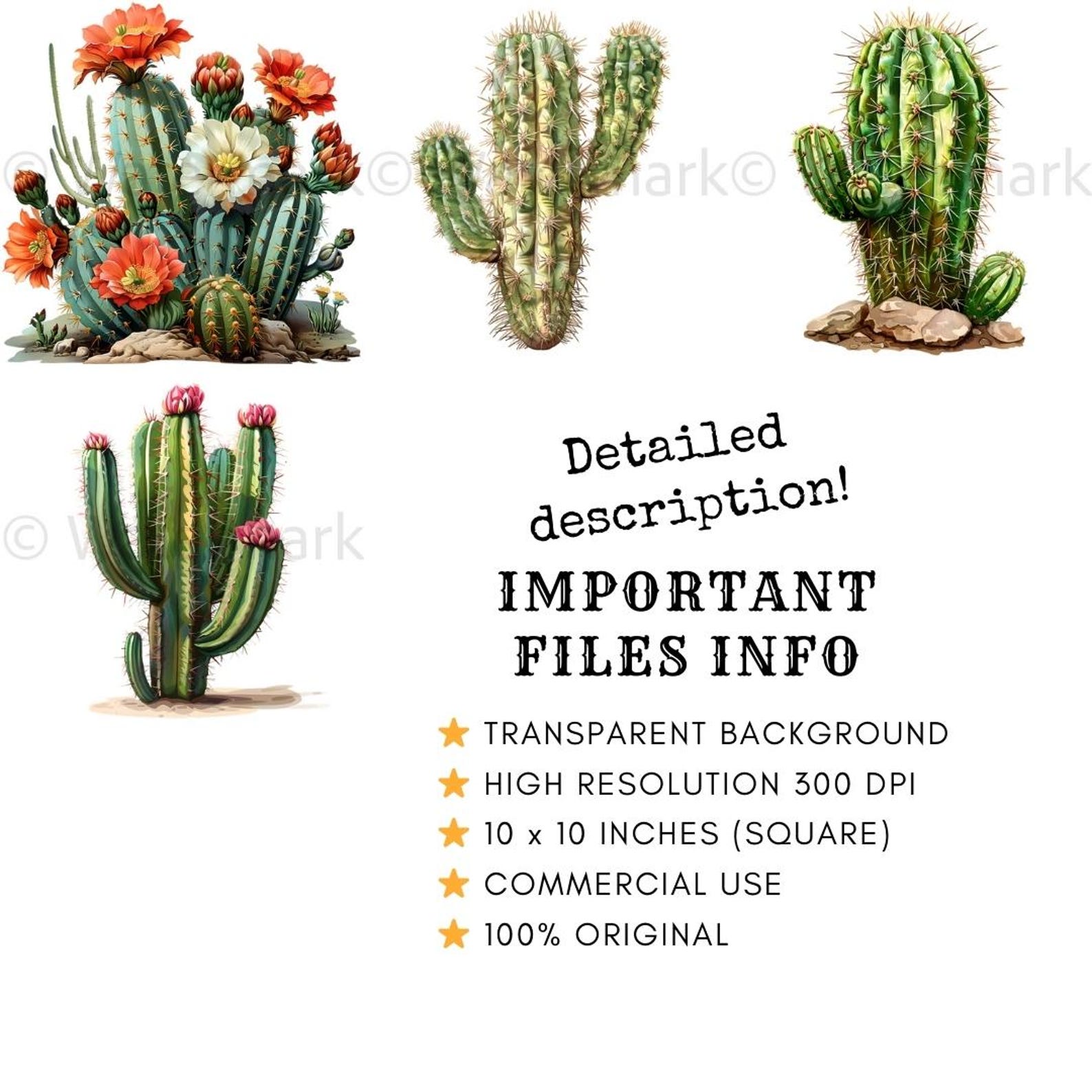 Watercolor Cactus Clipart: Desert Floral PNG Graphics (digital Download ...