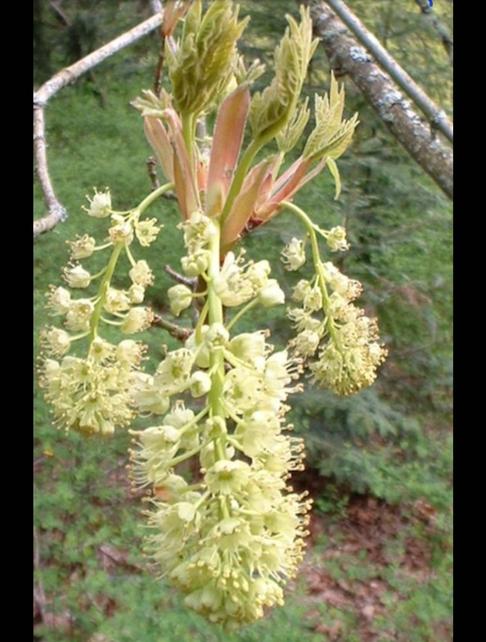 Big Leaf Maple Oregon Maple Sapling 2-3 Year 12-18 Inches, Root to Tip ...