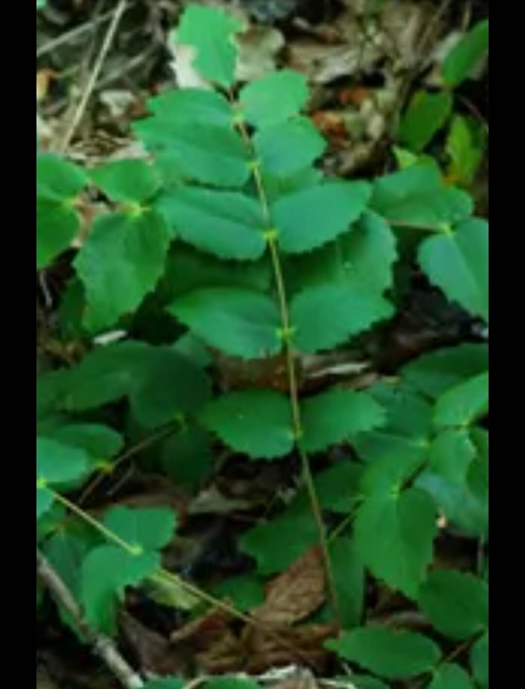 Dwarf Oregon Grape Mahonia Nervosa Organically Raised - Etsy