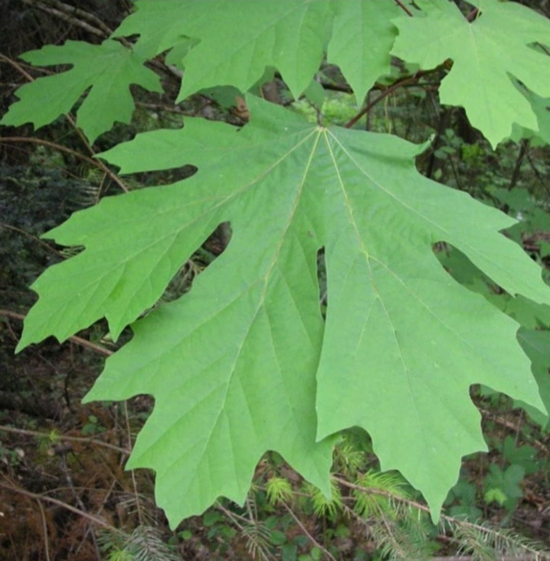 Big Leaf Maple Oregon Maple Sapling 2-3 Year 12-18 Inches, Root to Tip ...