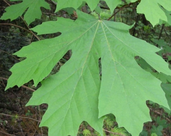 Big Leaf Maple Oregon Maple Sapling 2-3 Year 8-12 Inches, Root to Tip ...