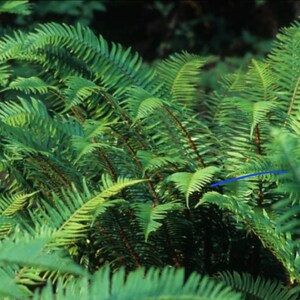 Western Sword Fern Organic Pnw Native Fern - Etsy