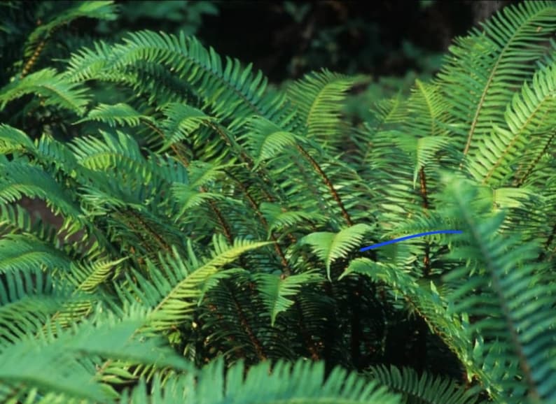 Western Sword Fern Organic Pnw Native Fern - Etsy