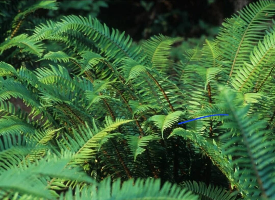 Western Sword Fern Organic Pnw Native Fern - Etsy