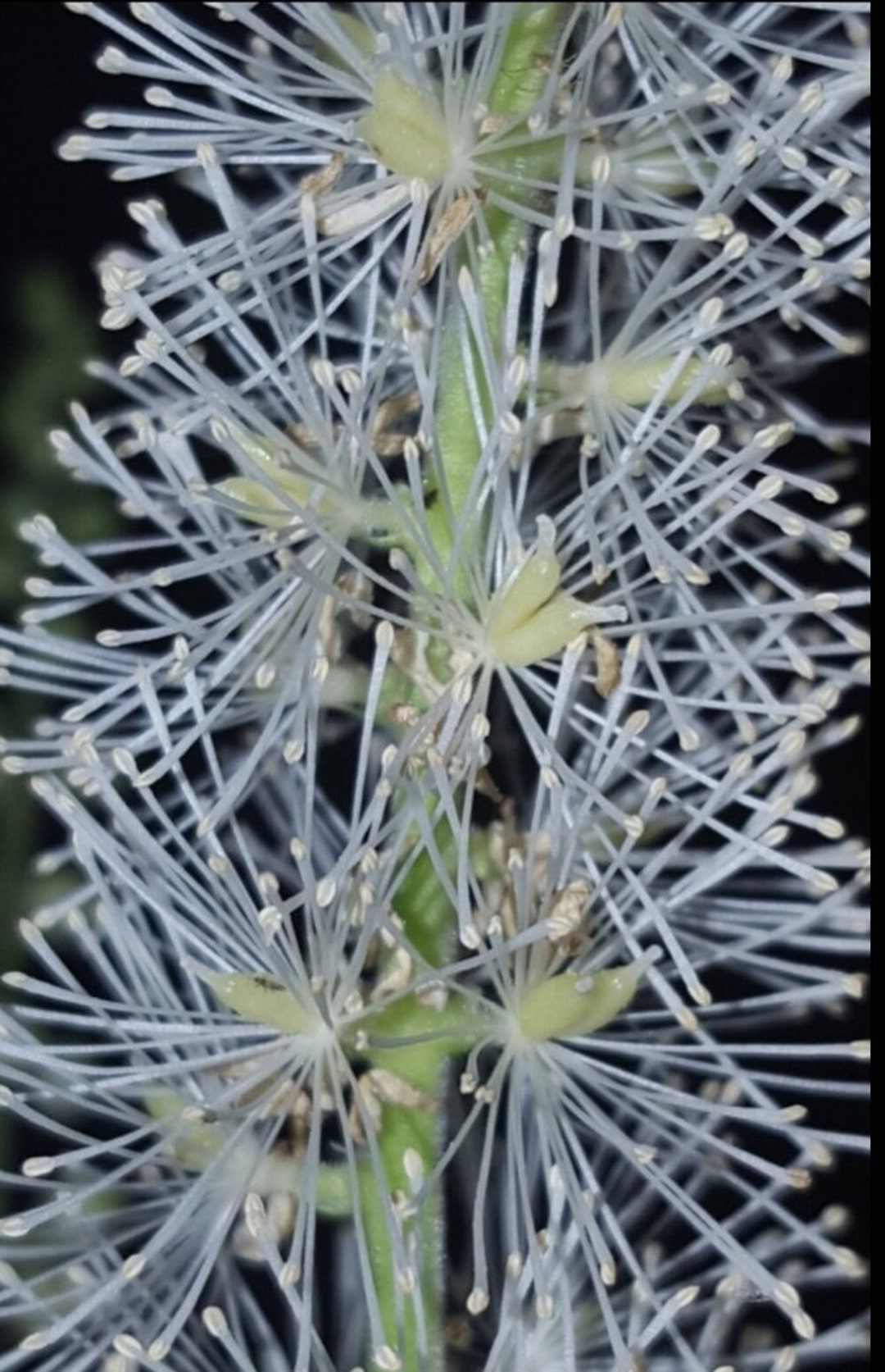 Actaea Elata Seeds X20 2024 Seed - Etsy