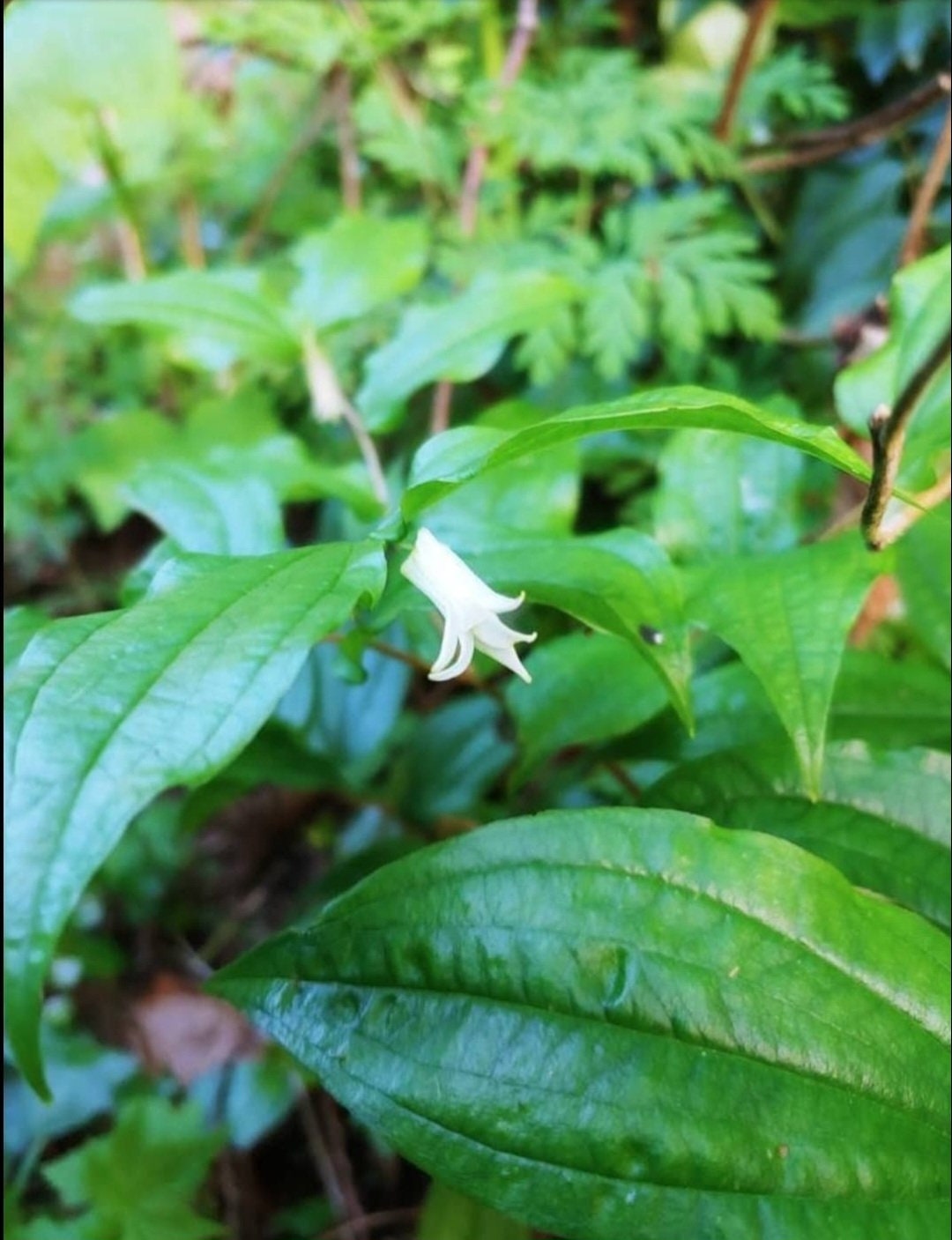 Fairy Bell Disporum Smithii Potted - Etsy