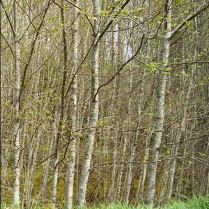 Red Alder Alnus Rubra 1-2 Year Sapling Organically Grown 8-12 " Root to ...