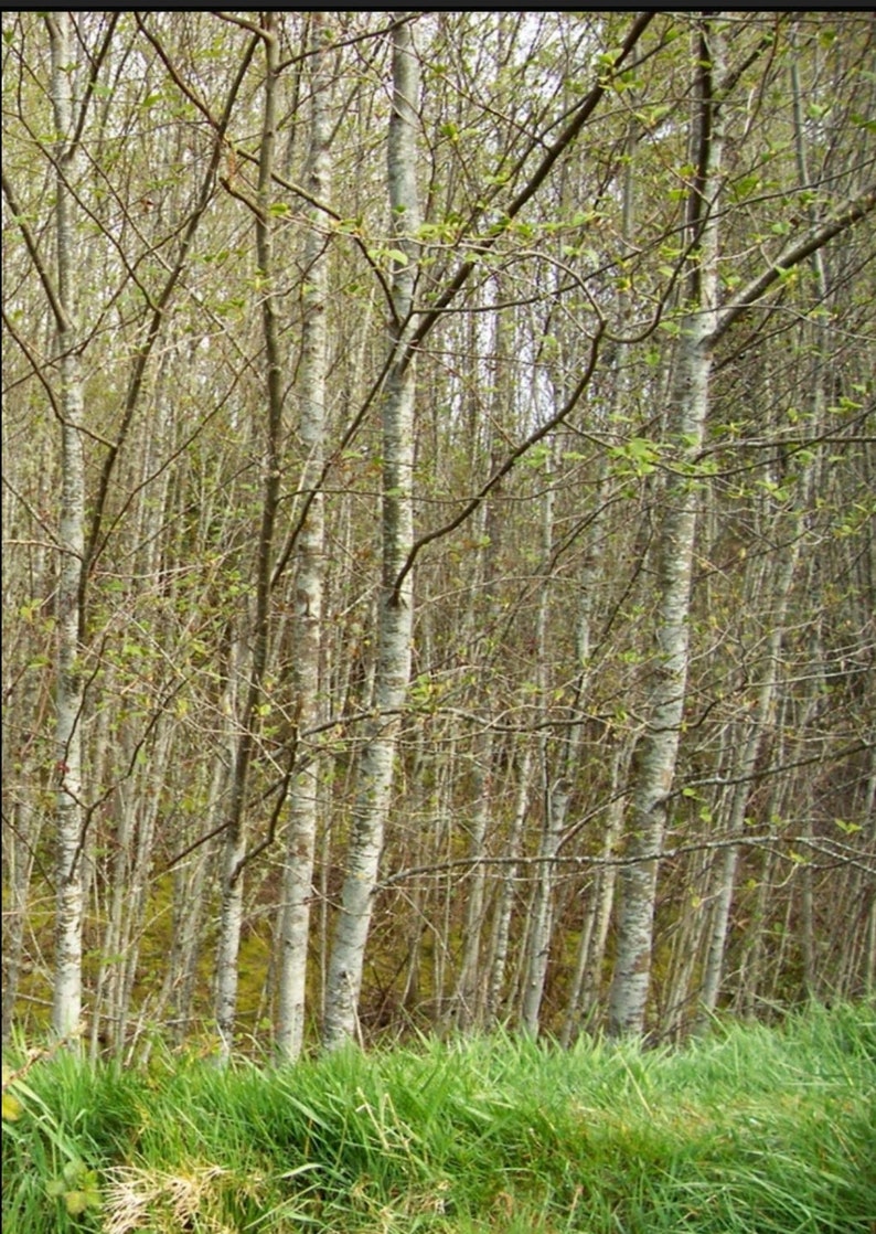 Red Alder Alnus Rubra 1-2 Year Sapling Organically Grown 8-12 " Root to ...