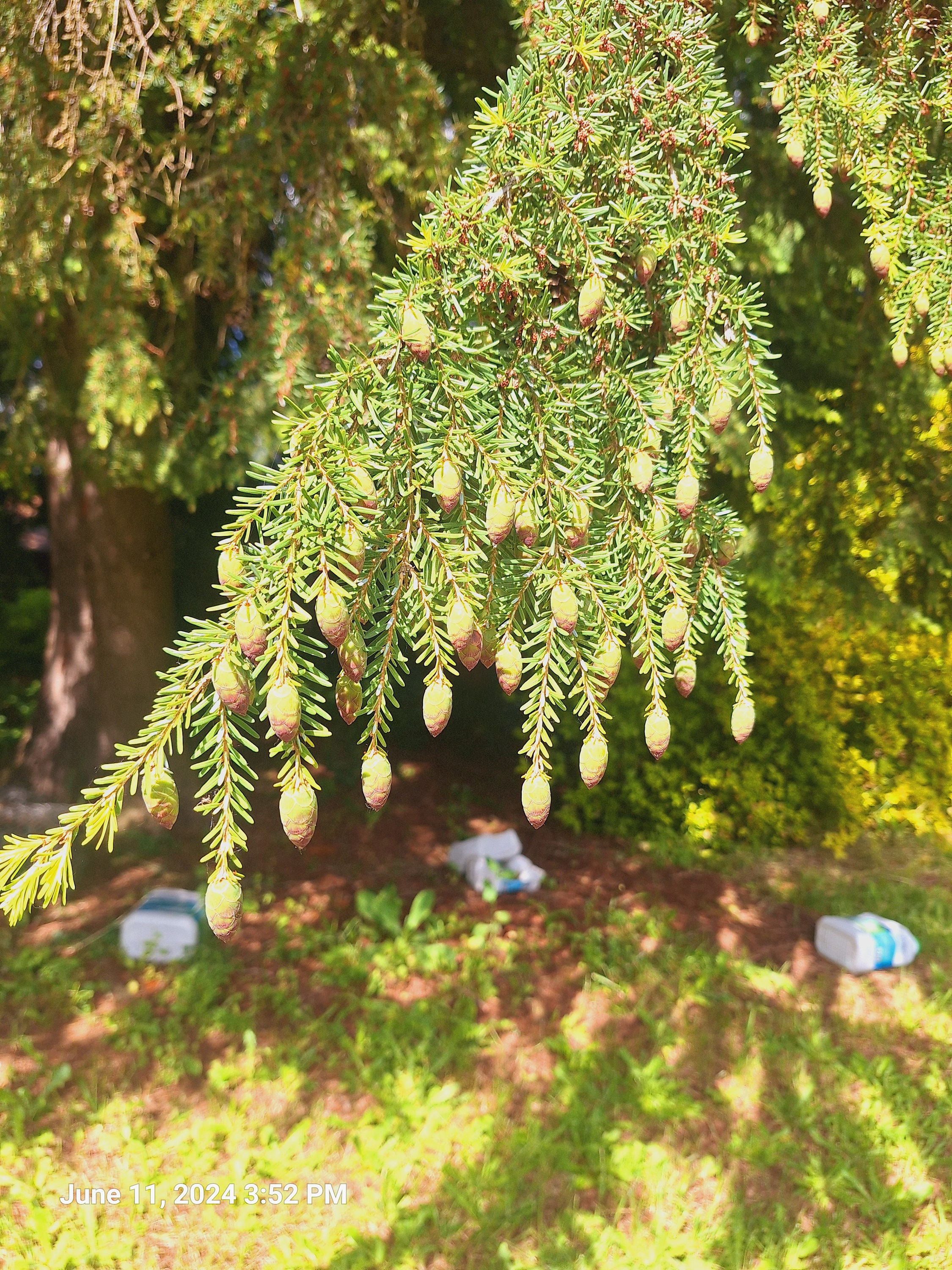 Western Hemlock Sapling 2-3 Year 8-12" Root to Tip Organically Grown ...