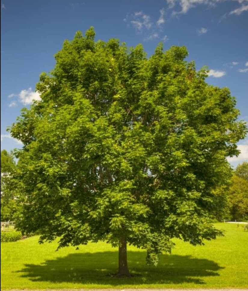 Big Leaf Maple Oregon Maple Sapling 2-3 Year 12-18 Inches, Root to Tip ...
