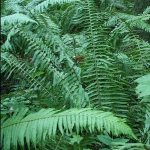 Western Sword Fern Organic Pnw Native Fern - Etsy