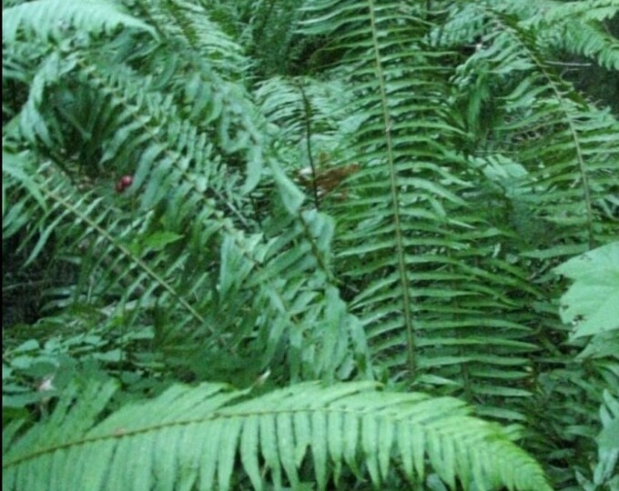 Western Sword Fern Organic Pnw Native Fern - Etsy