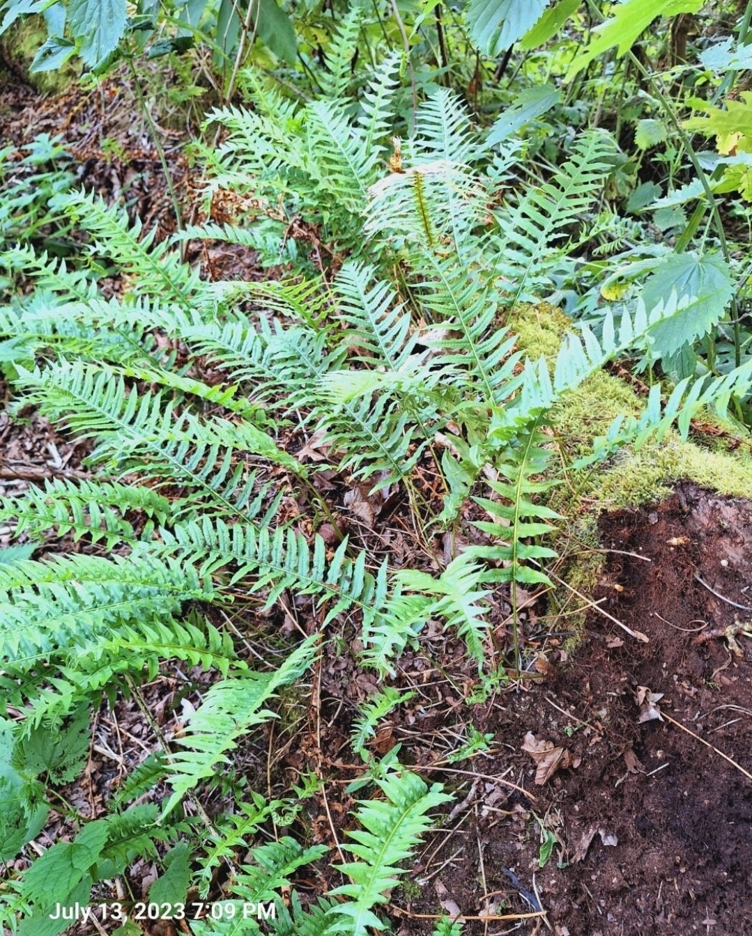 Licorice Fern X3 Organic Rhizomes - Etsy