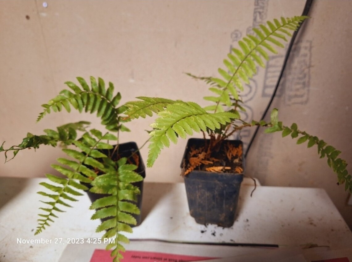 Western Sword Fern Organic Pnw Native Fern - Etsy