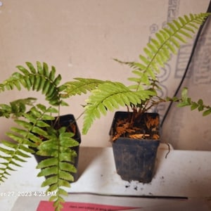 Western Sword Fern Organic Pnw Native Fern - Etsy