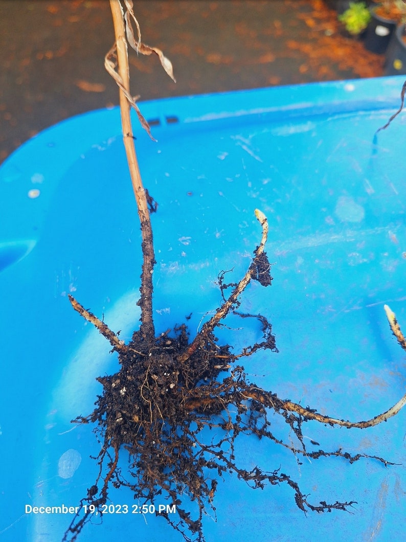 Pearly Everlasting Anaphalis Margarticea Rhizomes Dormant - Etsy