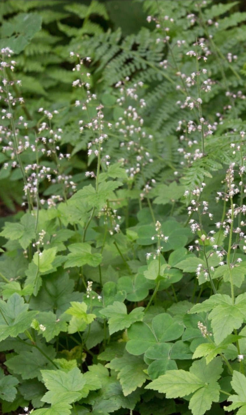 Piggyback Plant Tolmiea Menziesii 1 Organic Plant - Etsy