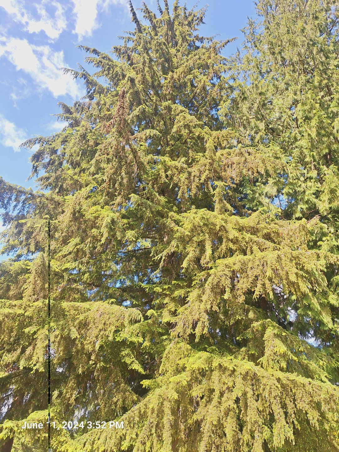 Western Hemlock Sapling 2-3 Year 8-12" Root to Tip Organically Grown ...