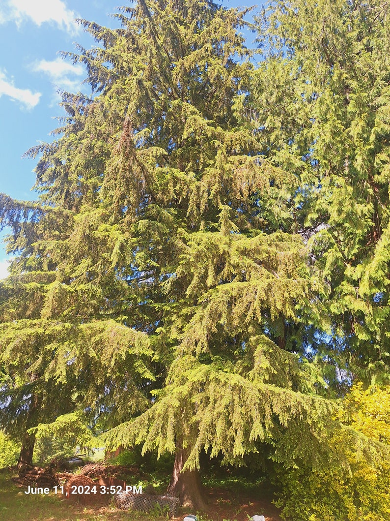 Western Hemlock Sapling 2-3 Year 8-12" Root to Tip Organically Grown ...