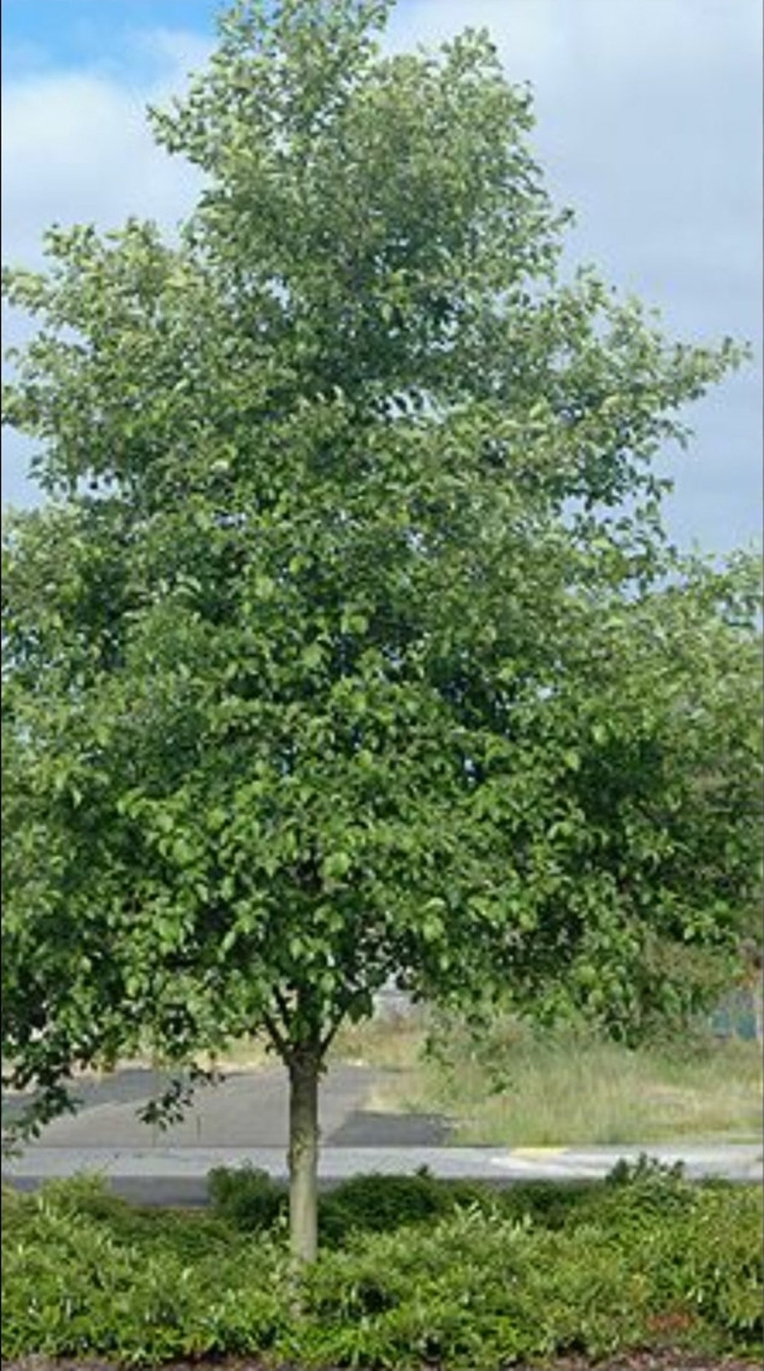 Red Alder Alnus Rubra 1-2 Year Sapling Organically Grown 8-12 " Root to ...