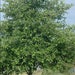 Red Alder Alnus Rubra 1-2 Year Sapling Organically Grown 8-12 " Root to ...