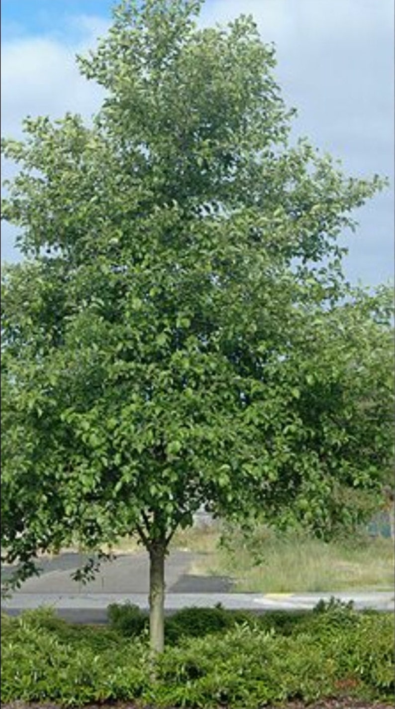 Red Alder Alnus Rubra 1-2 Year Sapling Organically Grown 8-12 " Root to ...